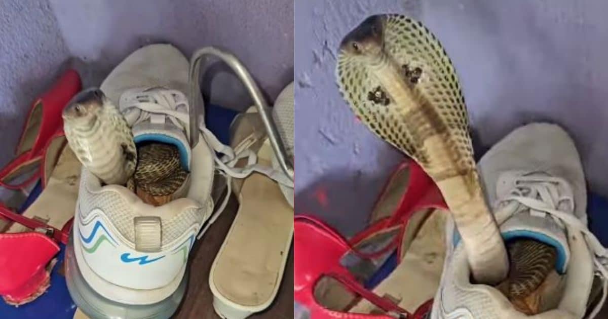 शख्स ने जूते में घुसाया डंडा, फन फैलाए निकल आया 'नागराज', लोग बोले- 'आज ...