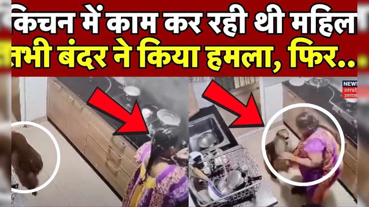 Greater Noida News: किचन में काम कर रही थी महिला, तभी बंदर ने किया हमला, फिर...|Hindi News |Top ...