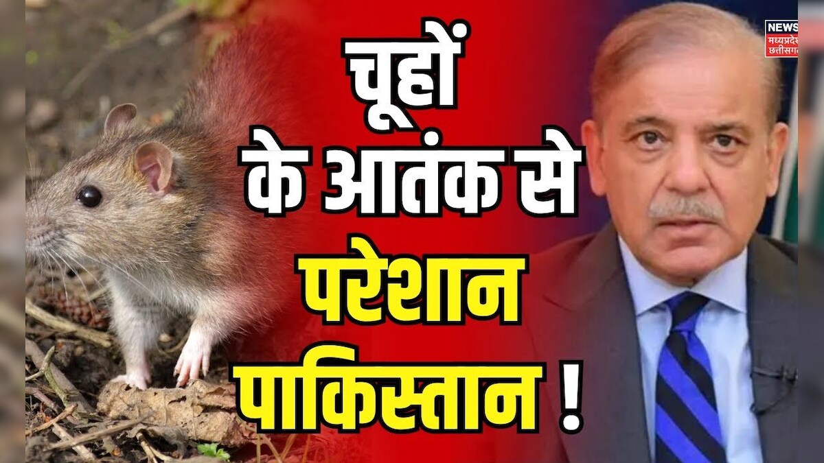 Rats in Pakistan Parliament : पाकिस्तानी संसद में चूहों का आतंक | Rat ...