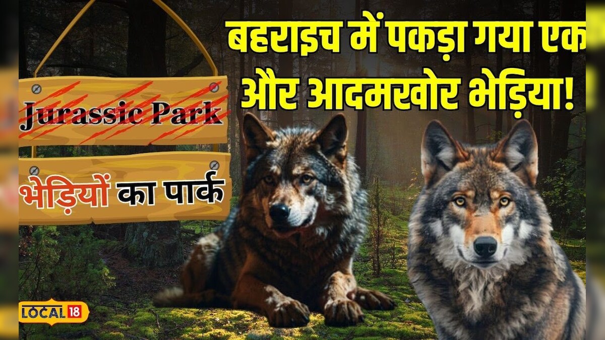 Wolf Attacks In UP: Forest Department की कैद में 4 आदमखोर भेड़िये, गांव ...