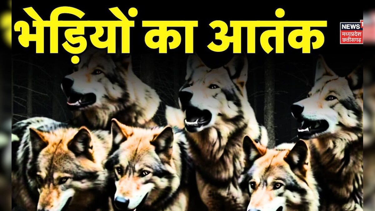Wolf Attack in UP : खूलेआम घूम रहे आदमखोर भेड़िए | Wolf Attack | Wolf ...