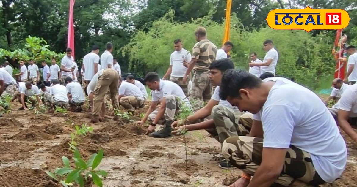 Miyawaki Forest Established in Bokaro: 1000 Trees Planted By CISF Unit
