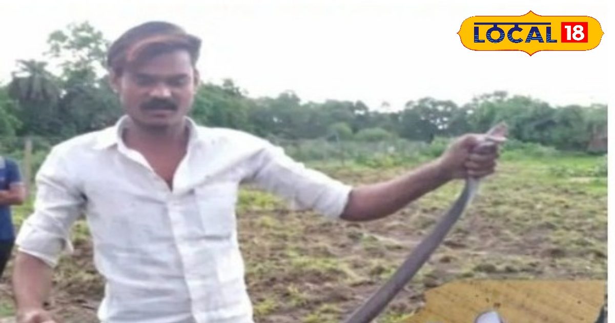 OMG! किंग कोबरा से भी जहरीला इंसान, स्नेक कैचर को डसते ही नागराज की हुई ...