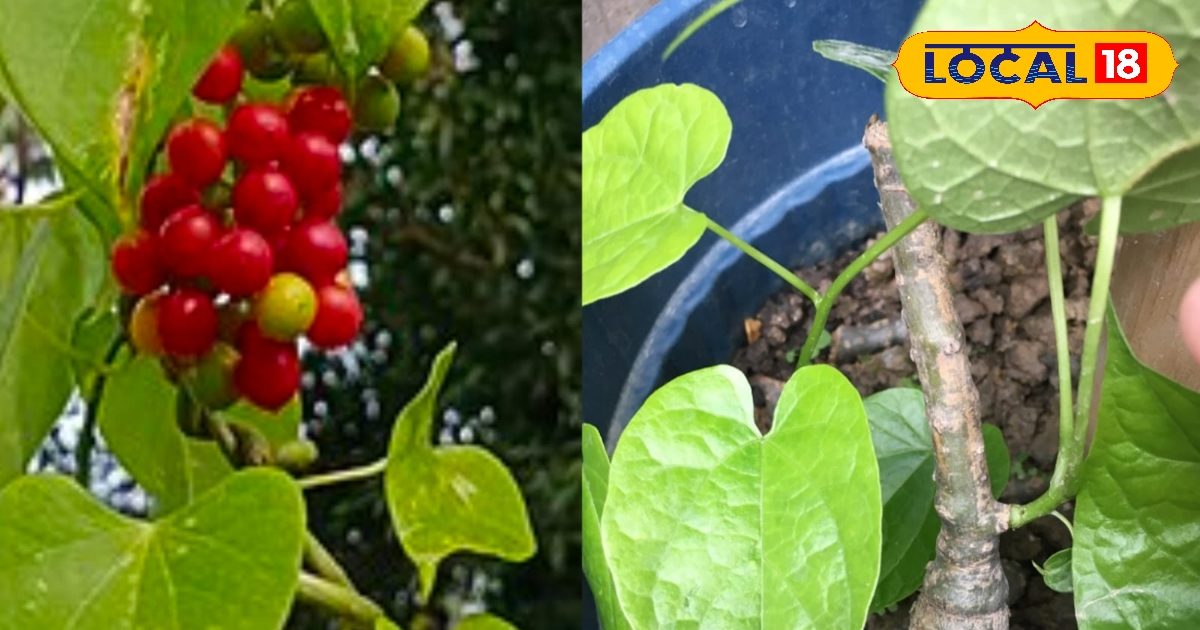 Plant Giloy plant in your home in monsoon like this, this plant is very ...