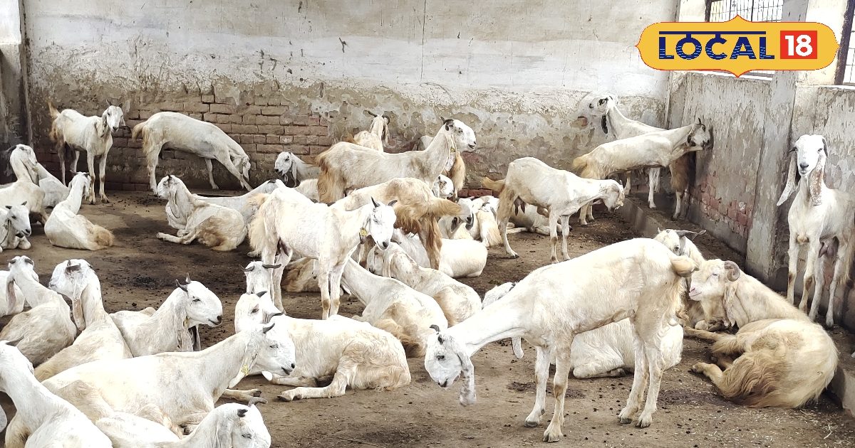 Jamnapari is considered a good luck goat, it is also good for milk ...