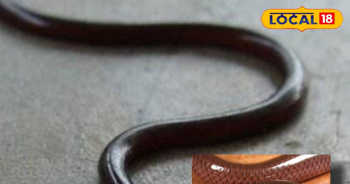 People kill Teliya snake without knowing it, expert told a big thing