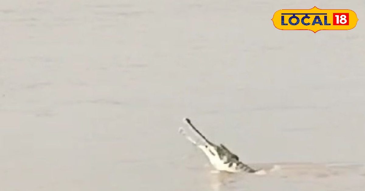 crocodile seen in ganga river in buxar