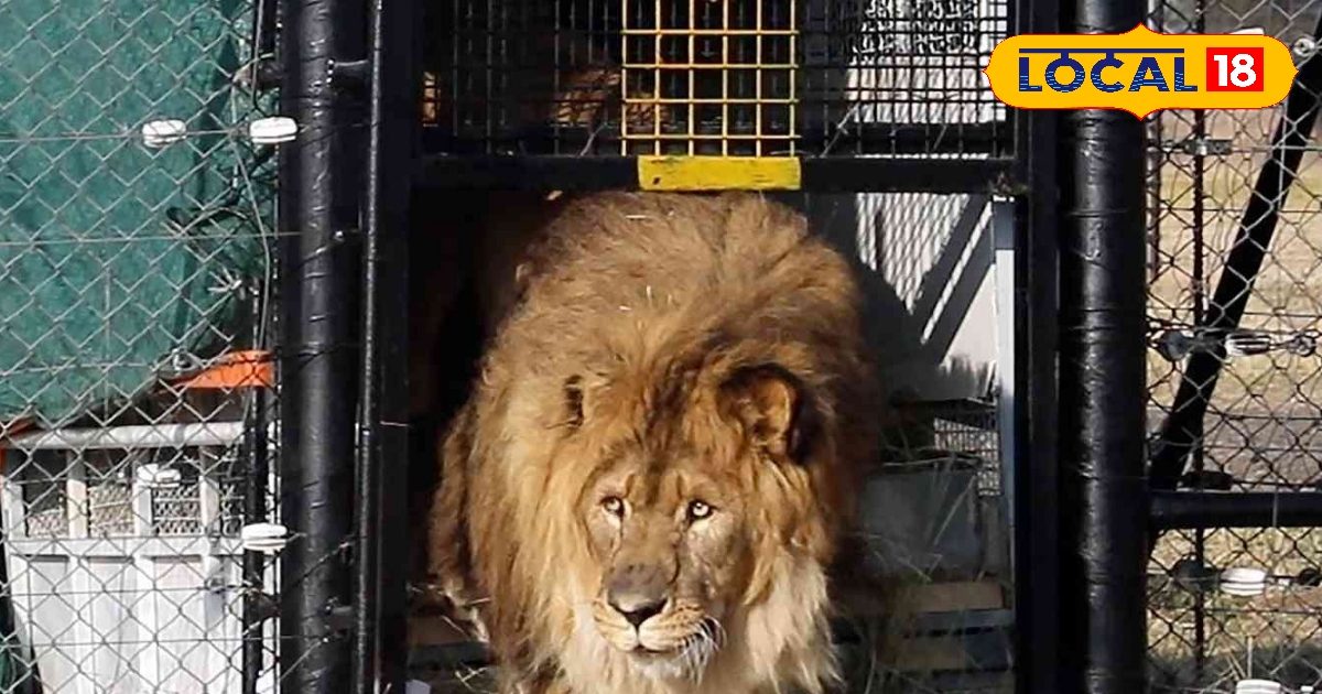 हाईटेक हुआ जमशेदपुर का चिड़ियाघर, जानवरों के लिए बना नया चिकित्सा ...