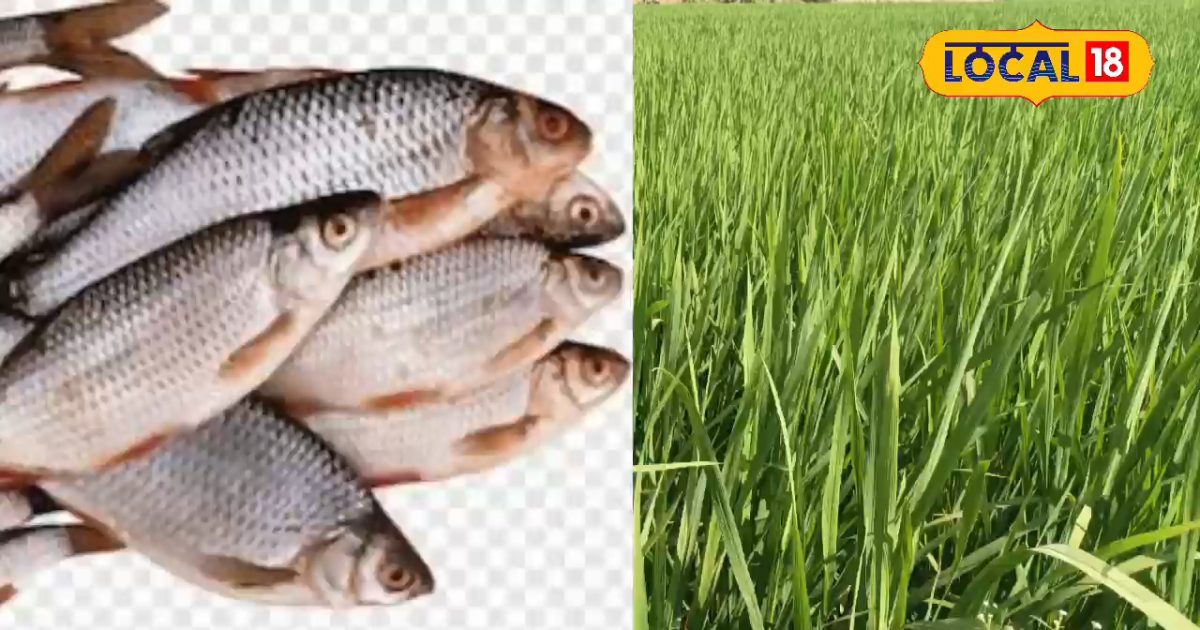 By doing integrated farming, farmers can easily earn double profit in a ...