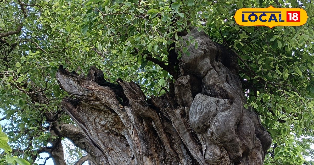 यहां आज भी हराभरा खड़ा है वह पेड़..जिस पर बैठकर भगवान कृष्ण ने की ...