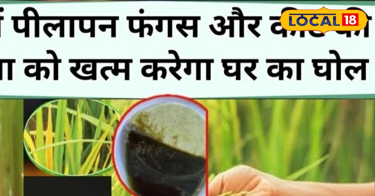 Magical formula to save rice crop will get rid of yellowing and insect ...
