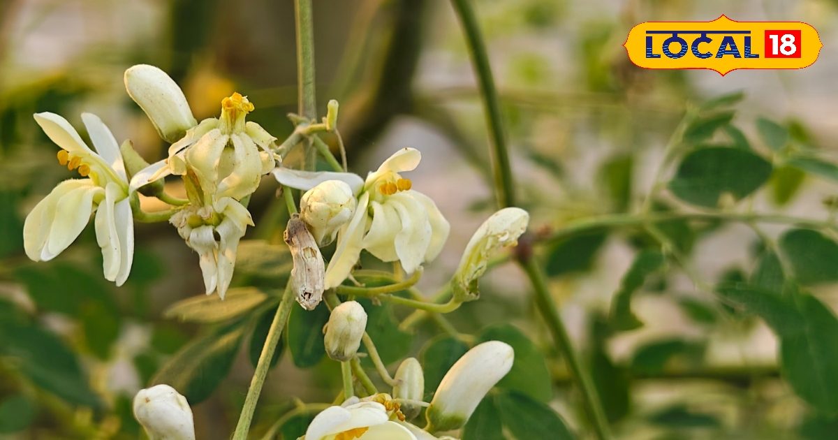 Be it fish or cattle...this plant is the best as fodder, it has so much ...