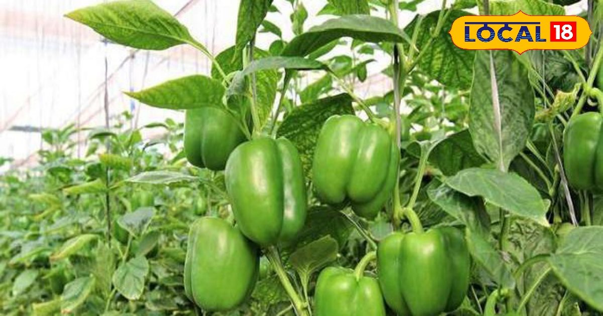 Capsicum is profitable throughout the year, along with good yield, it ...