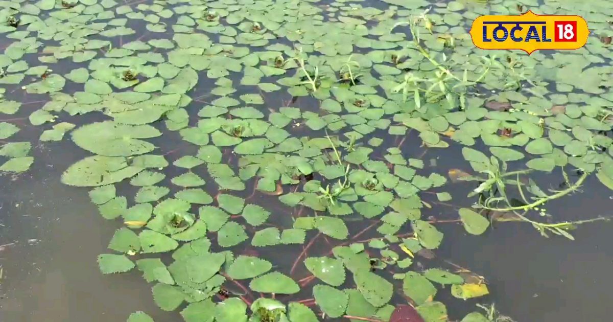 Farmer can earn a lot from water chestnut farming plant saplings this ...