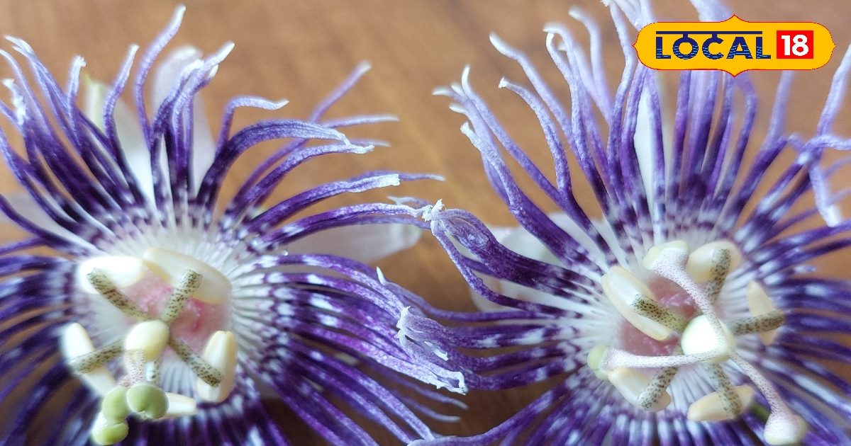 इस फूल में हैं कौरव-पांडव सहित ब्रह्मा, विष्णु और महेश, 12 बजे अपने आप ...