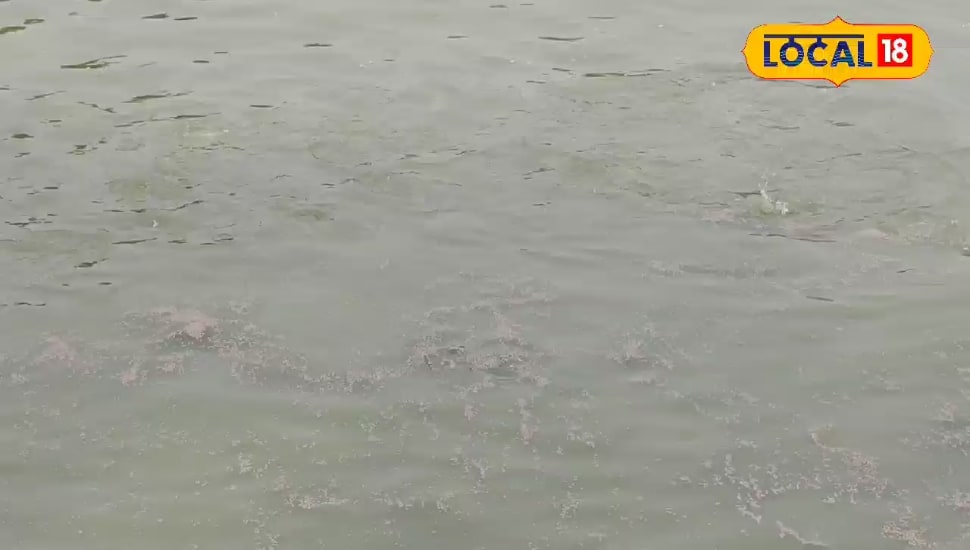 Rearing this fish will result in double profit in less time and less ...