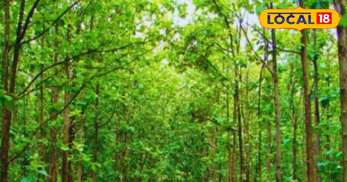 कम खर्चे में तुरंत करें इन 5 पेड़ों की बागवानी, आप बन जाएंगे लखपति-The ...