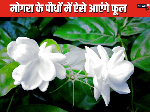 मोगरा के पौधे पर नहीं आ रहे फूल? जान लें इसकी देखभाल का सही तरीका, पूरे ...