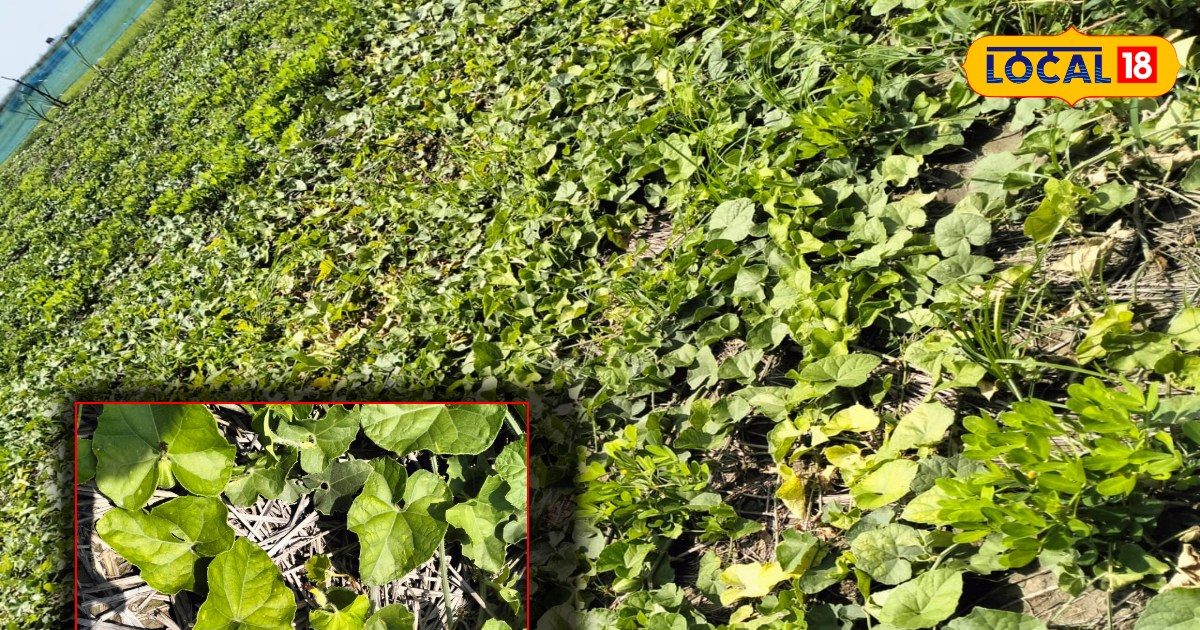 Cultivate Parwal crop between June to August farming up kishan rich ...
