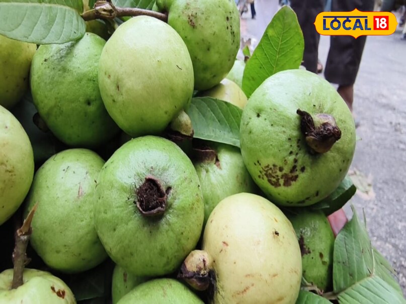 How and when to cultivate the best guava variety Fruiting will happen ...