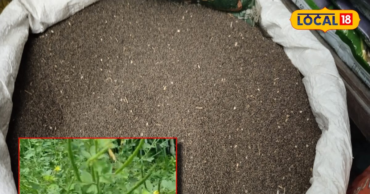 Health benefits of Jakhiya use in keel muhase nutrients jakhiya Khane ...