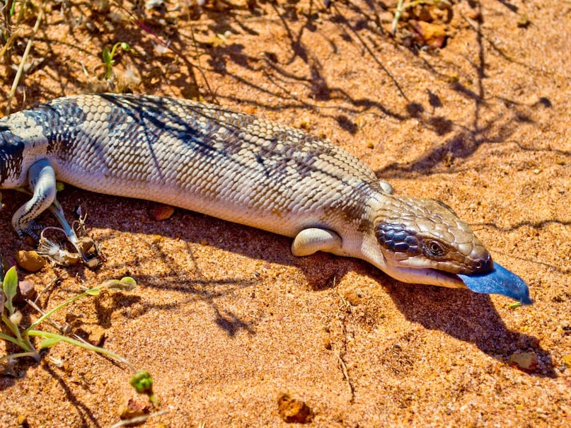 नीली जीभ से पहचानी जाती है ये बड़ी छिपकली, पाले भी जा सकती हैं, फिर भी ...