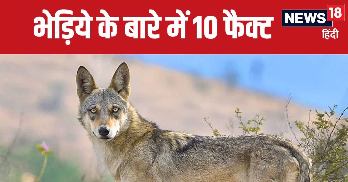 Indian Wolf : भारत में कहां है एकमात्र भेड़िया अभयारण्य, देश में कितनी ...
