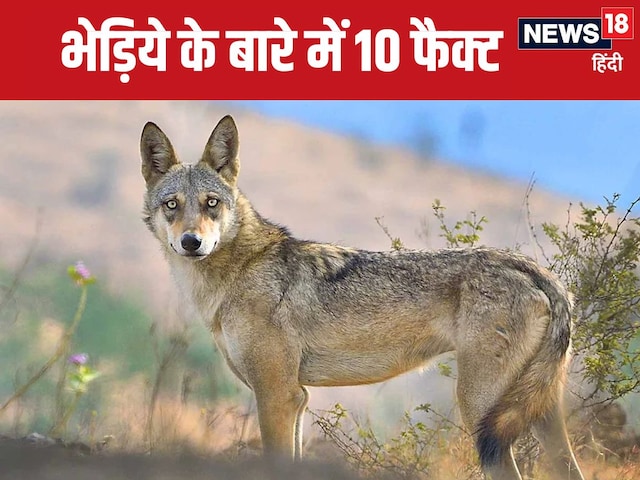 Indian Wolf : भारत में कहां है एकमात्र भेड़िया अभयारण्य, देश में कितनी ...