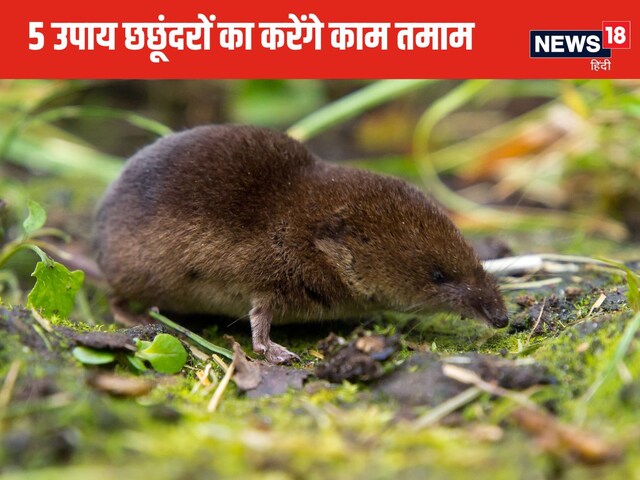 बारिश में छछूंदरों से रहें सावधान वरना आफत में पड़ सकती है जान, आजमाएं ...