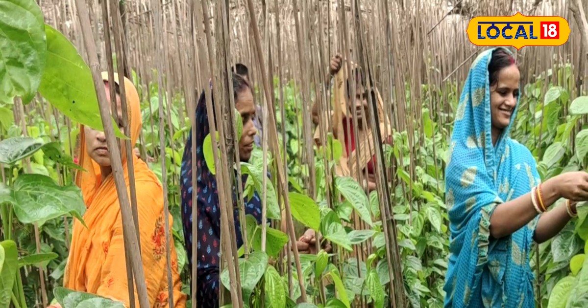how to betel cultivation this crop 15 Kattha fields 55 thousand cost ...