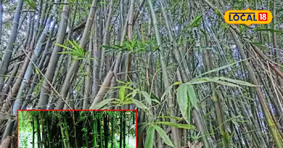 how to do bamboo farming profit per acre techniques bans farming guide ...