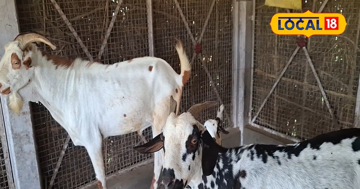 How to do rearing best and most expensive breed of Burberry goat which ...