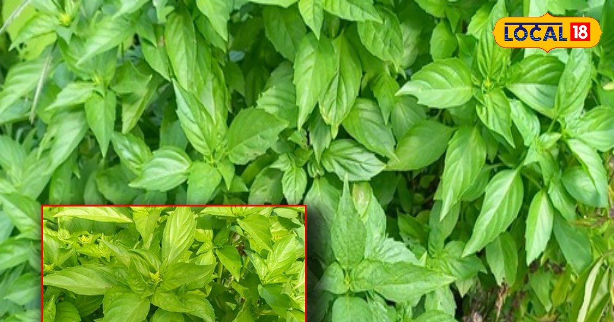 how to cultivation of basil tulsi profitable farming farmer earn in ...