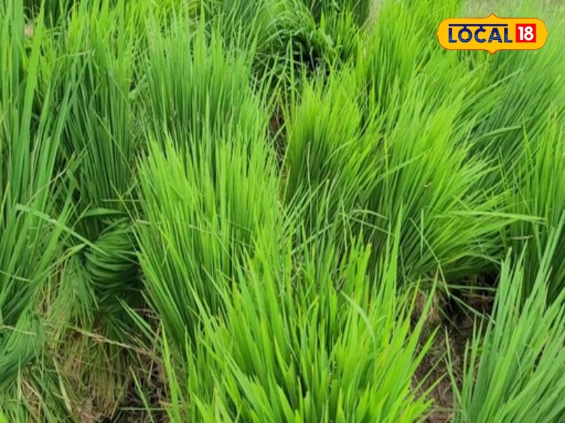 What to do if black or yellow spots appear on paddy leaves How to take ...