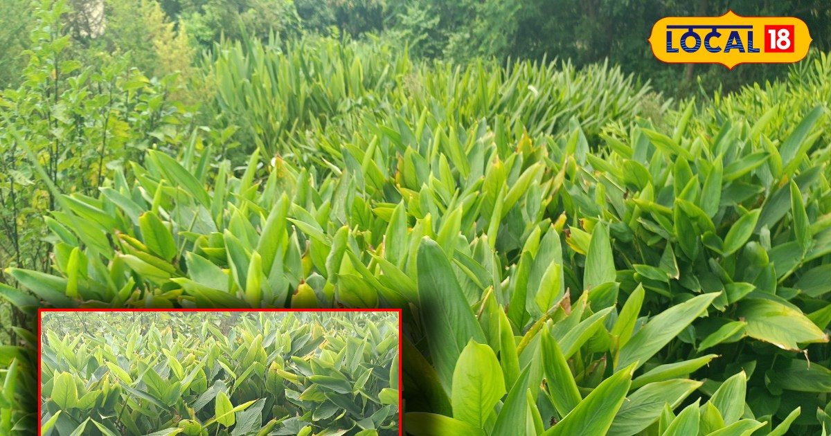 know about tikhur powder benefits kandmul Tips for good health tikhur ...