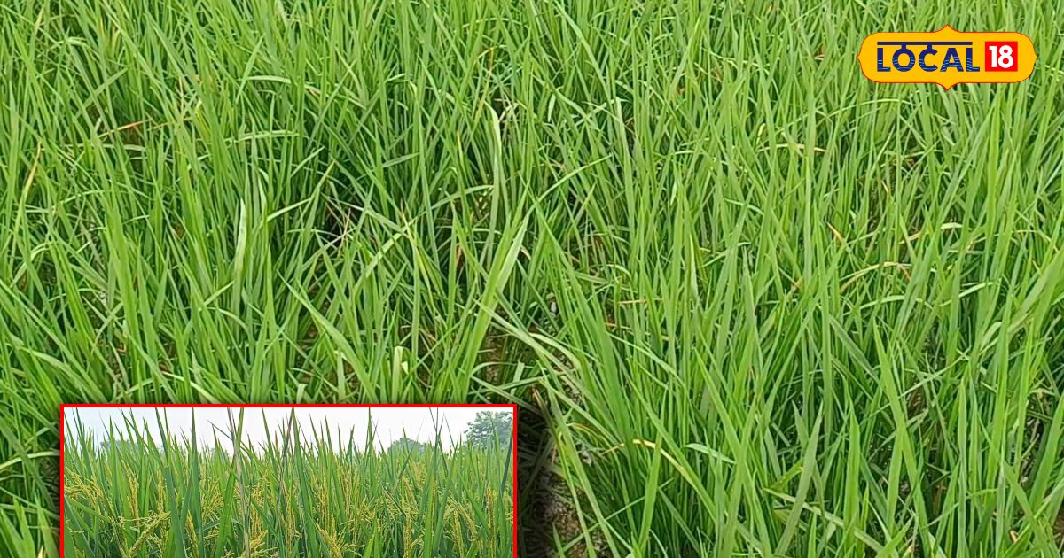 How to eliminate Tango virus in paddy crop Which is the best pesticide ...