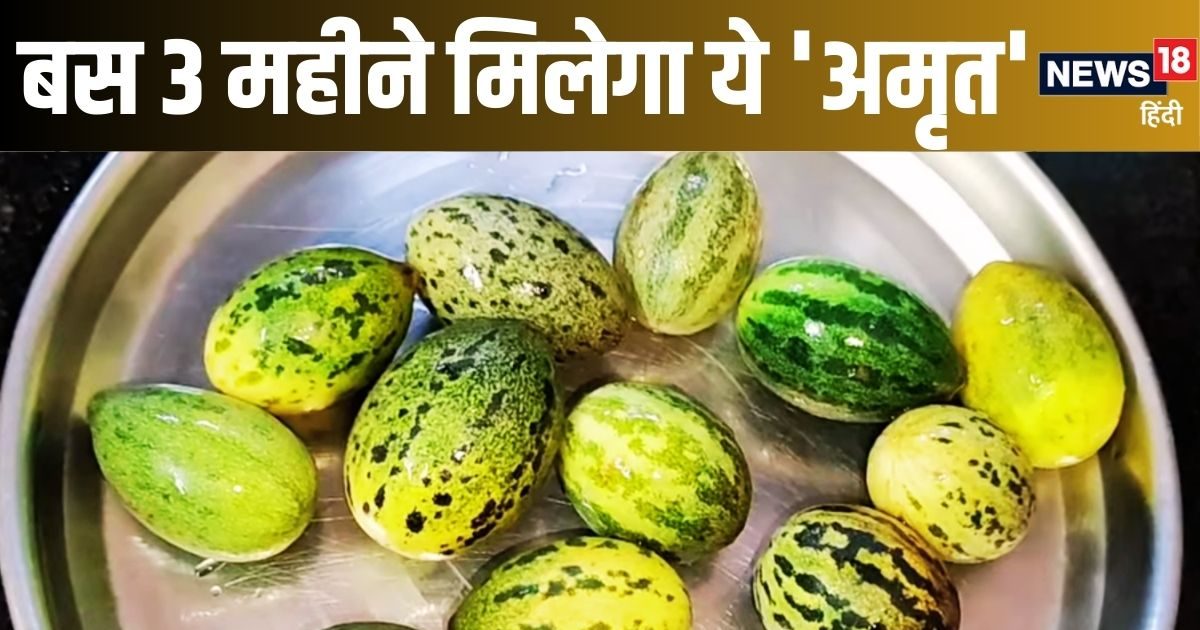 द‍िखने में छोटी, स्‍वाद में खट्टी, पर प्रोटीन का है भंडार ये 'काचरी', म ...