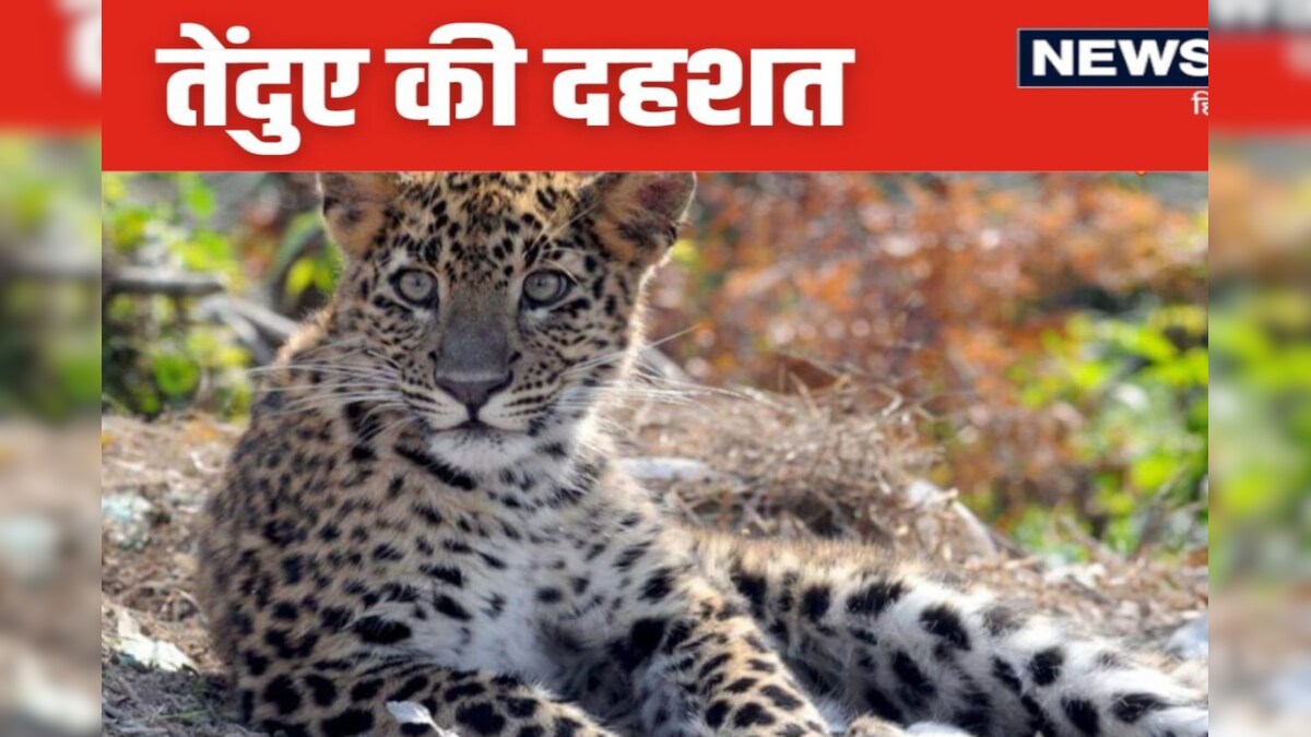 Leopard Viral Video: बहराइच में भेड़िया तो ग्वालियर में तेंदुए का आतंक, खेत में घूमता आया नजर ...