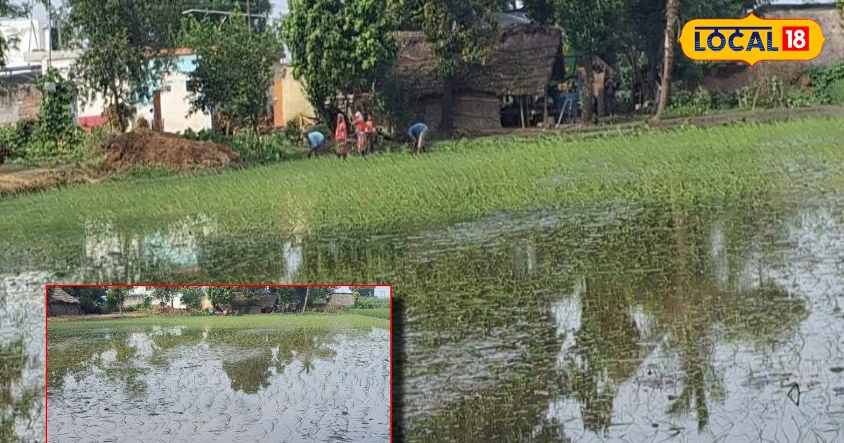 How to cultivate paddy transplant in field to earn bumper low ...
