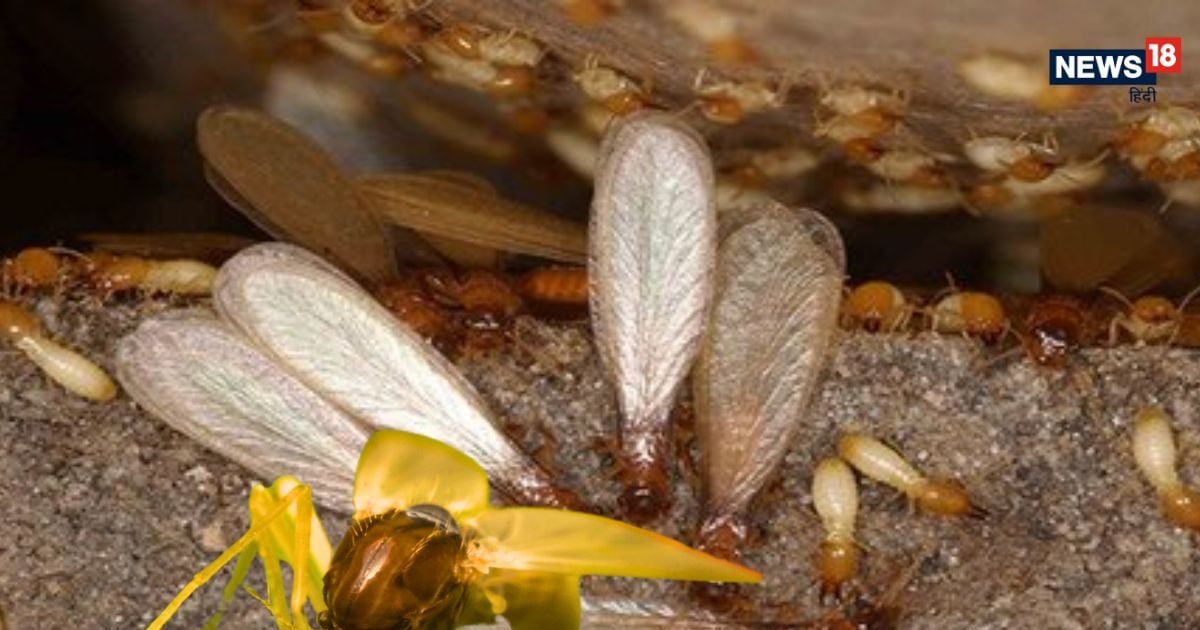 बारिश के कारण घर में निकल रहें पंख वाले कीड़े? करें ये काम, खिड़की ...