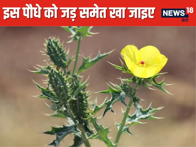 यह पौधा है या दवा का कारखाना, फूल-पत्ती से लेकर तना और जड़ भी खाने लायक ...