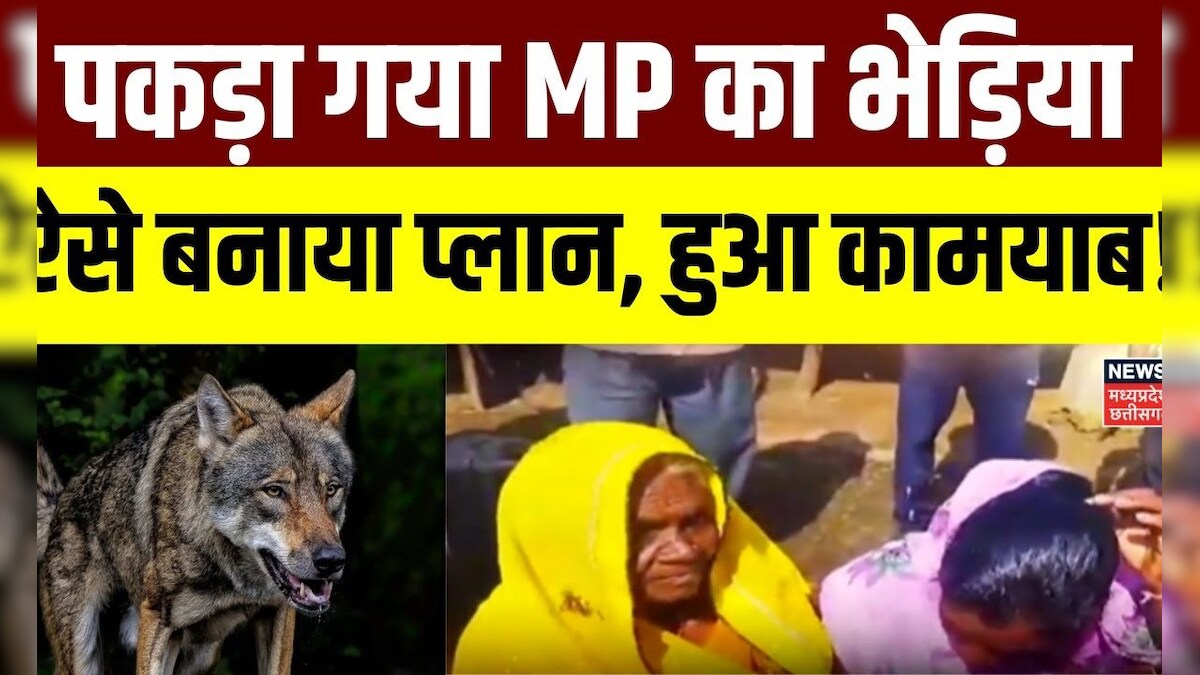MP Wolf Attack: पकड़ा गया भेड़िया, UP के बाद MP में भेड़िये का आतंक ...