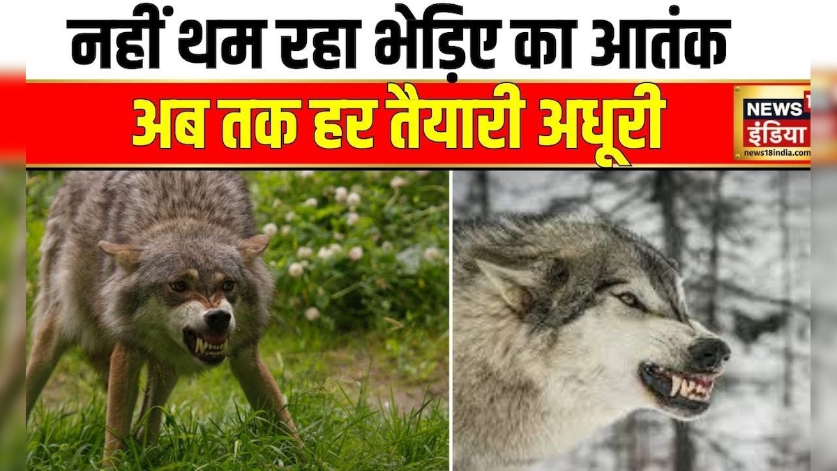 Bahraich Wolf Attack : भेड़िए ने फिर किया हमला, लड़की को बनाया निशाना ...