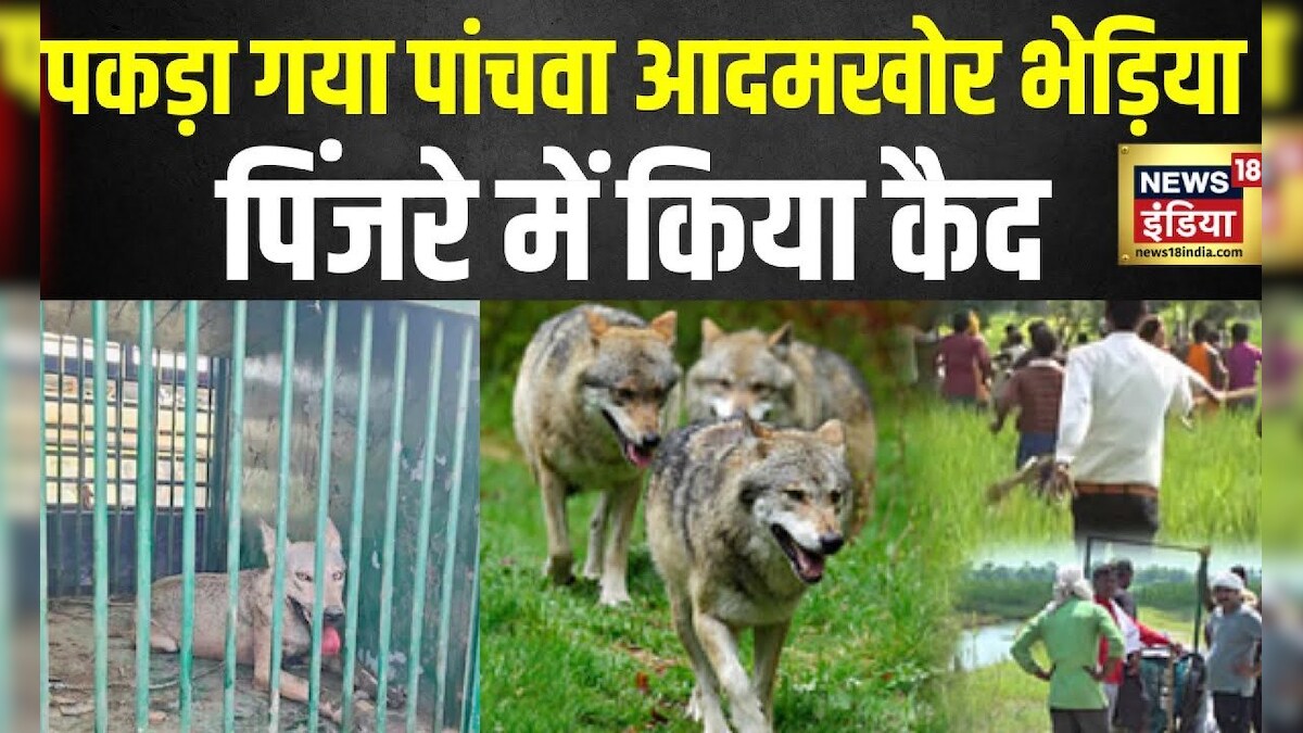 Breaking News: पिंजरे में कैद हुआ आदमखोर भेड़िया | Wolf Attack in ...