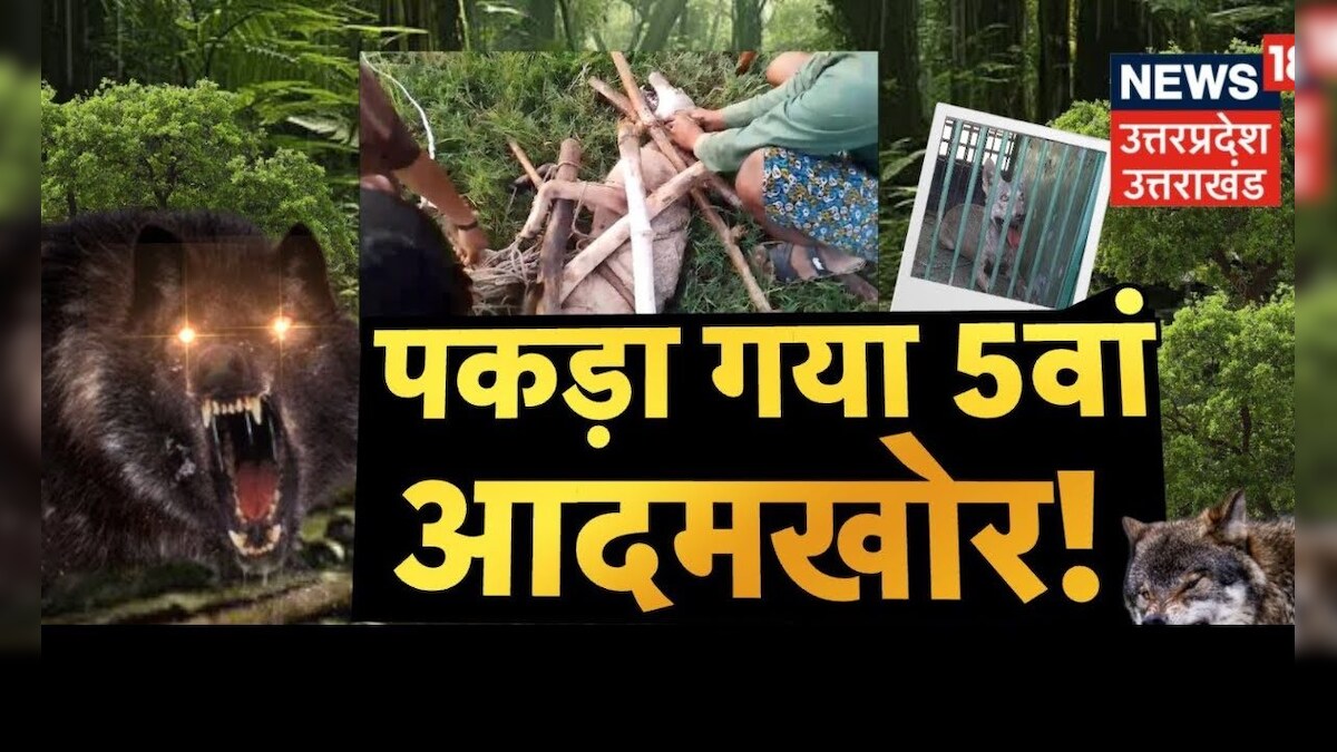Wolf Attack in Bahraich: पकड़ा गया ''आदमखोर भेड़िया'', मचा बवाल ...