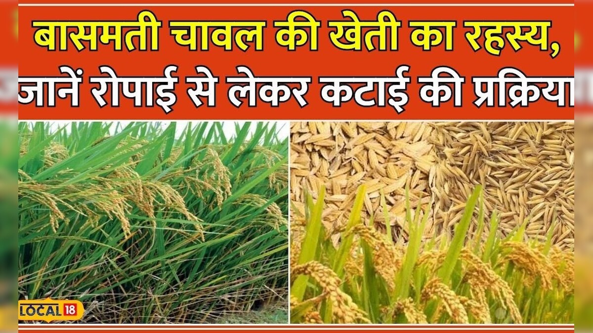 Basmati Rice Farming: इस विधि से करें बासमती चावल की खेती, होगी बंपर ...