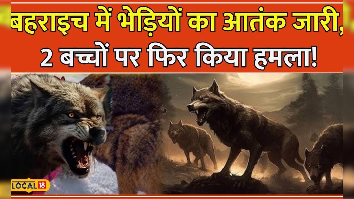 Wolf Attack In Bahraich: UP के बहराइच में आदमखोर भेड़िए ने फिर बनाया 2 ...