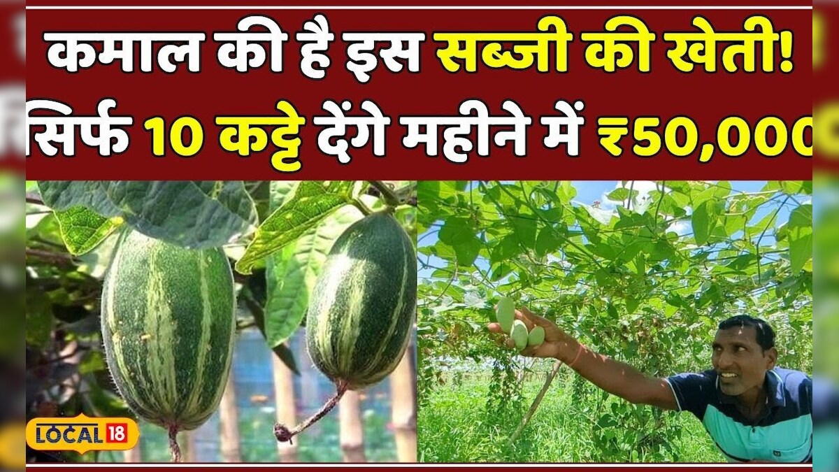 Farming Tips: जानिए Parwal ki Kheti के आसान तरीके, किसान हो जाएंगे ...