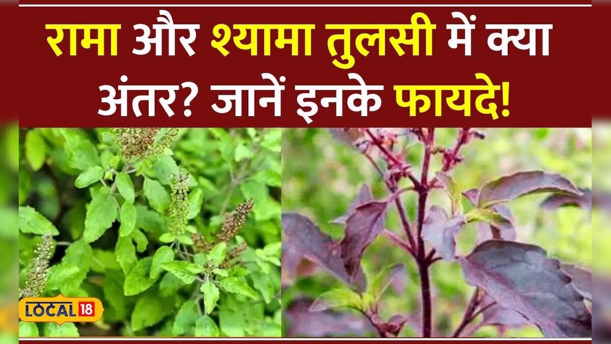 तुलसी के दो प्रमुख प्रकार, Rama और Shyama Tulsi में क्या फर्क? जानिए | Tulsi Benefits #local18 ...
