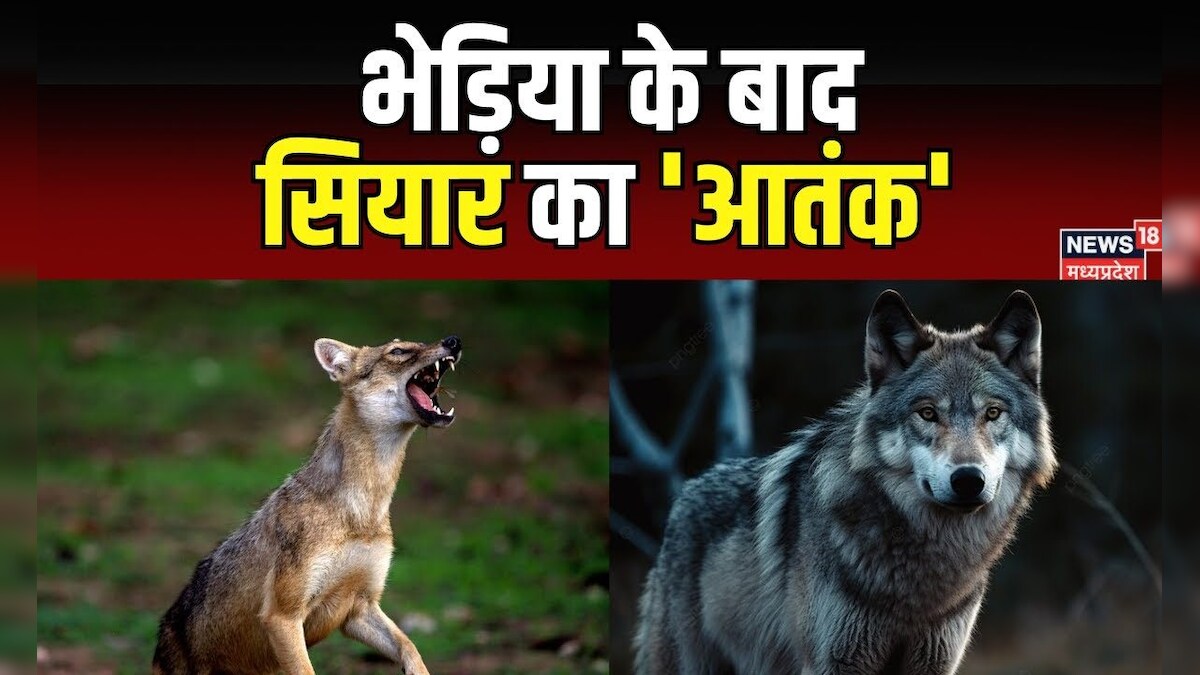 Wolf Attack: भेड़िया के बाद सियार का 'आतंक' | Katani News | UP | Jackal ...